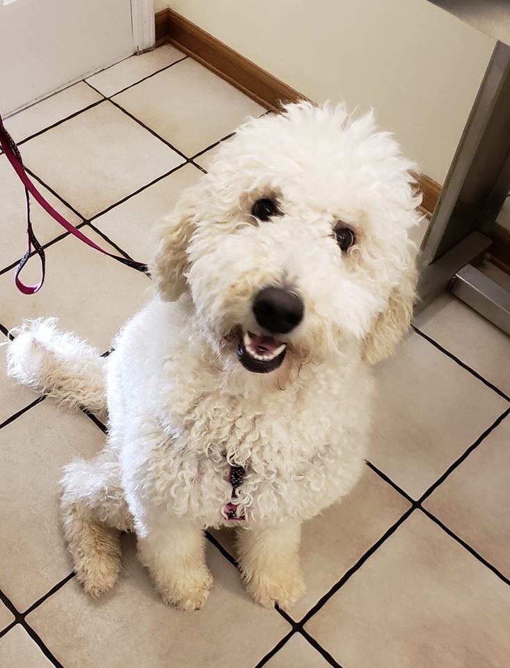 The Best Food and Nutrition for Your Dog - Balsam Animal Hospital