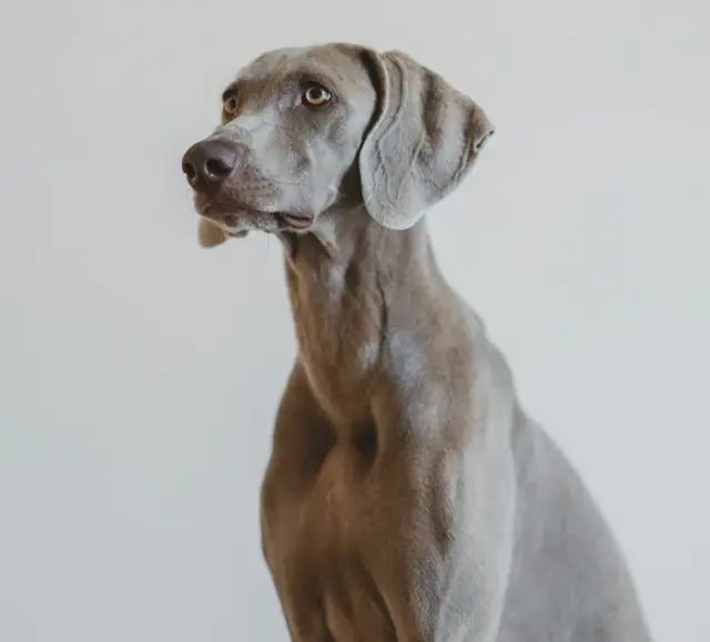 Geriatric Care - Balsam Animal Hospital